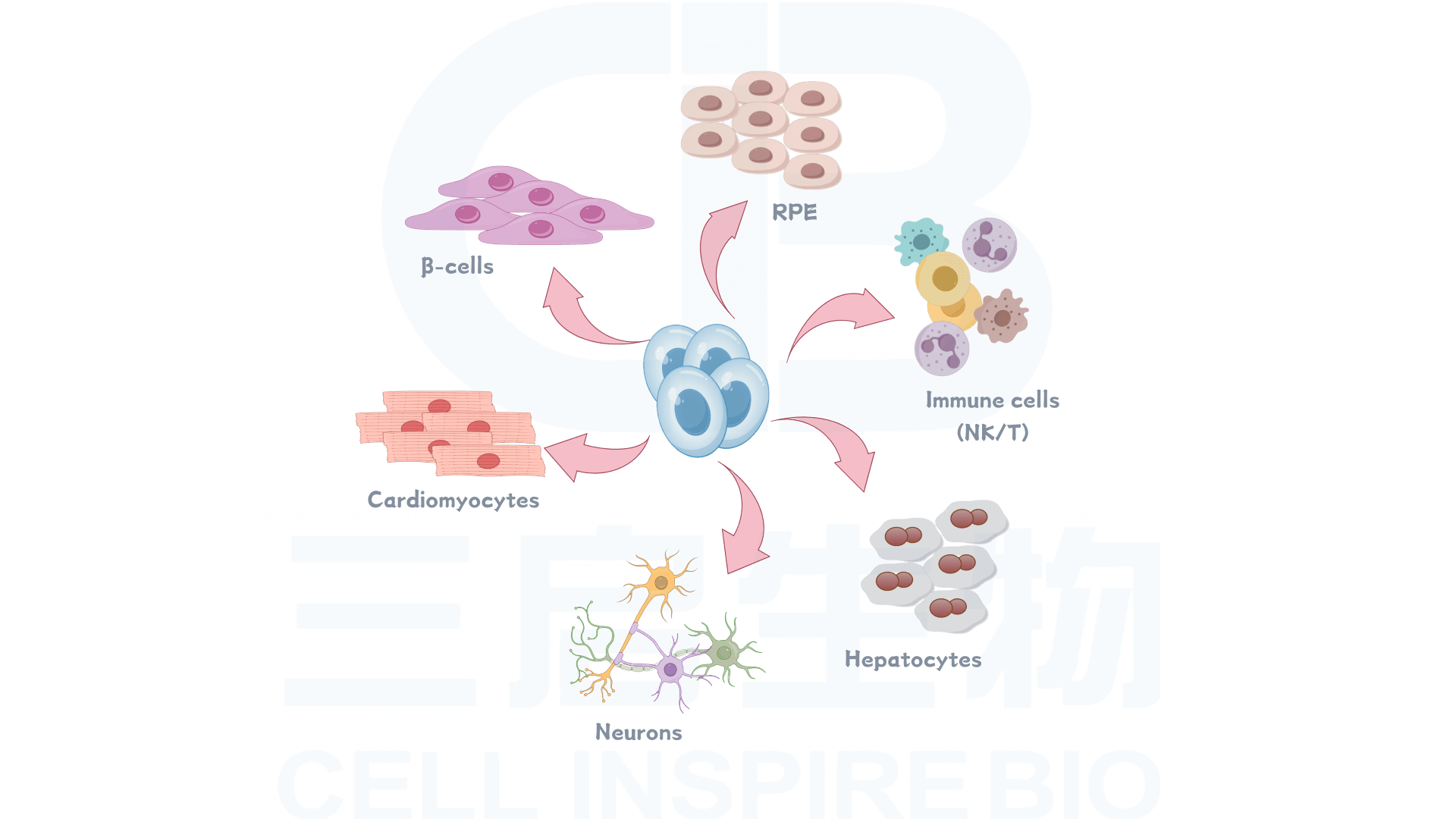 技术平台 – 三启生物-iPSC创新药研发企业